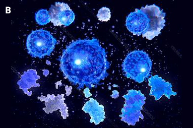 Cancer and Autoimmune Disease: Investigating the Double Duty of T Cells ...