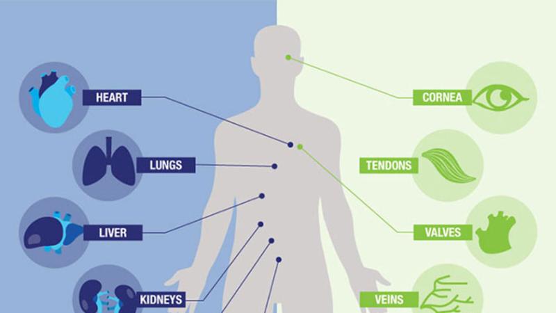 Organ Transplantation | NewYork-Presbyterian